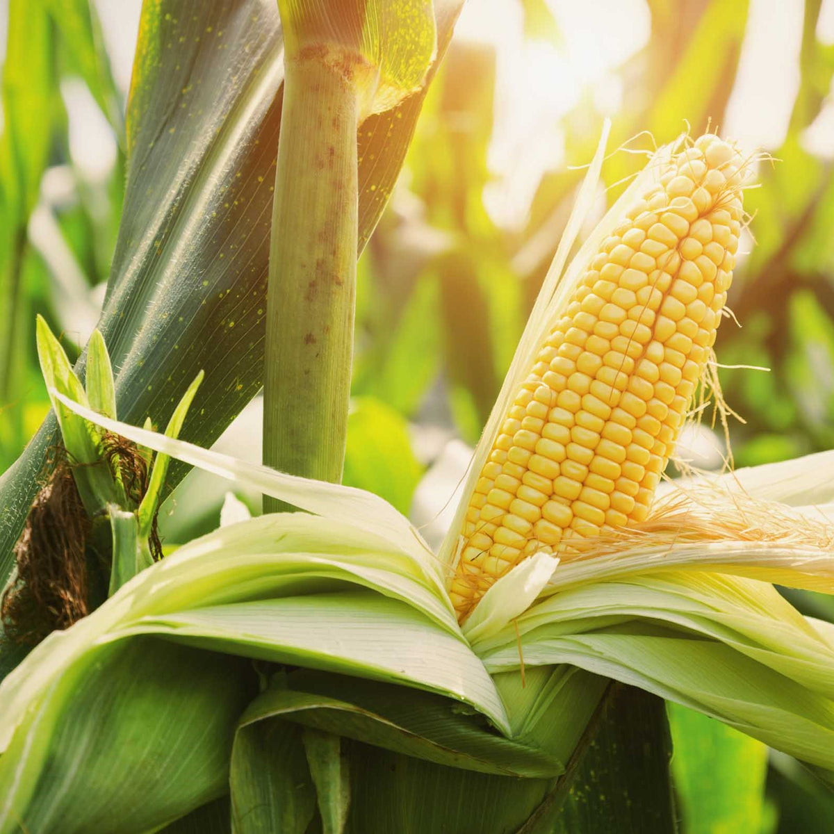 Sweet Corn – Bolly Bulbs