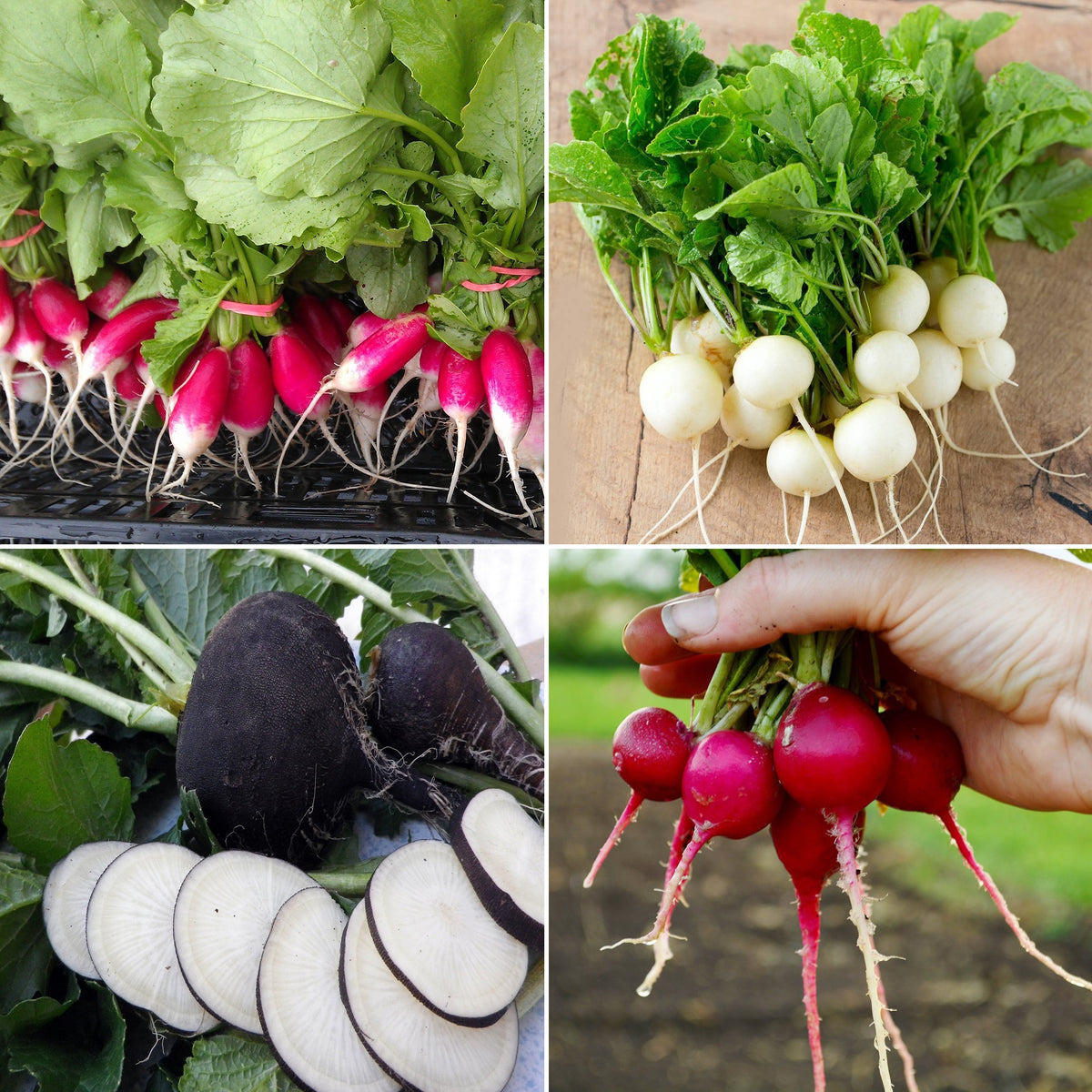 Radish – Bolly Bulbs